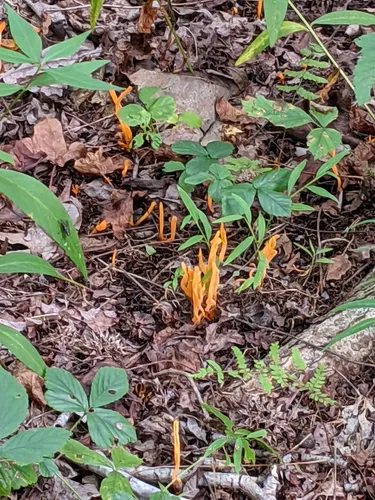 Best Hikes and Trails in Reinhardt Forest Preserve | AllTrails