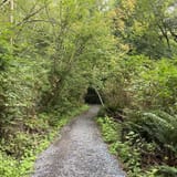 Sword Fern and Highline Trail, Washington - 243 Reviews, Map | AllTrails