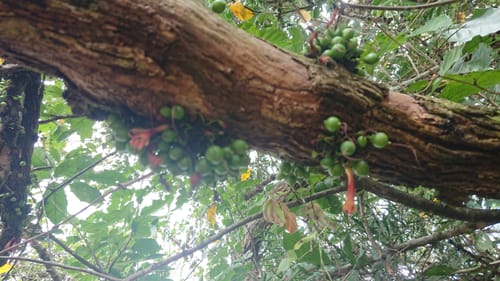 Best Hikes and Trails in Amatikulu Nature Reserve | AllTrails