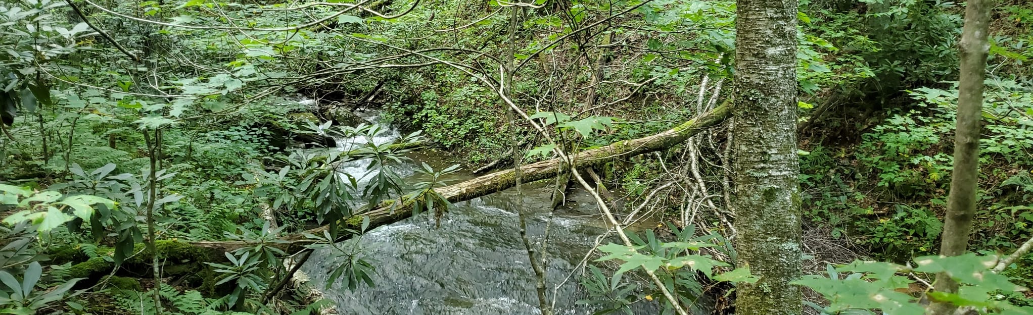 Chief Benge Scout Trail: High Knob to Black Hill - Virginia | AllTrails