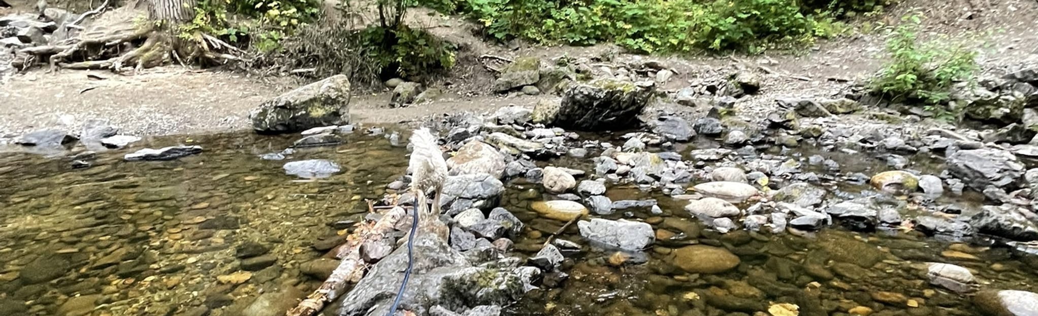 Hixon Falls Trail, British Columbia, Canada - 49 Reviews, Map | AllTrails