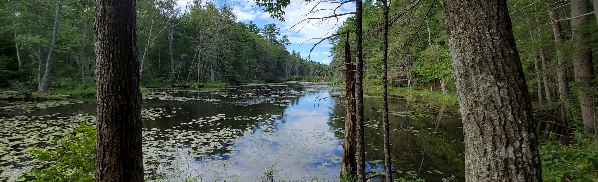 Robinson Woods Outer Loop Trail, Maine - 292 Reviews, Map | AllTrails