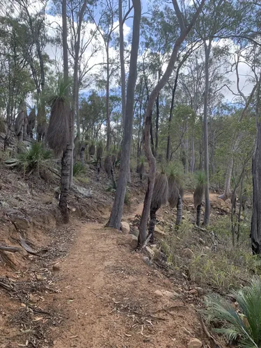 Best Hikes and Trails in Mount Morgan | AllTrails