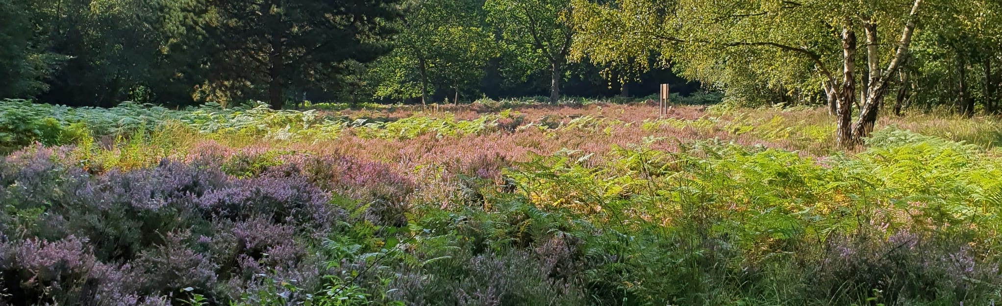 Petts Wood and Hawkwood Circular, London, England - 117 Reviews, Map ...