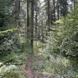 Big Tree Loop, Washington - 48 Reviews, Map | AllTrails