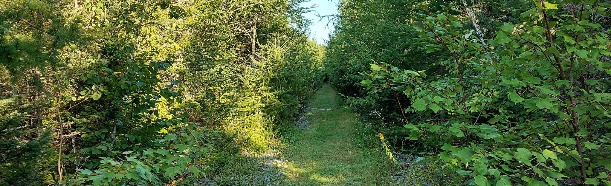 Scar Road Trail: 21 Reviews, Map - Nova Scotia, Canada | AllTrails