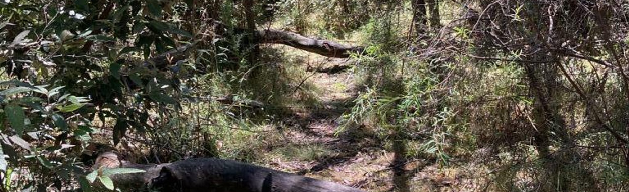 Jungle Creek Falls Walking Track: 3 Reviews, Map - Victoria, Australia ...