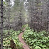 Greenstone Ridge Trail: Windigo to Tobin Harbor, Michigan - 67 Reviews ...
