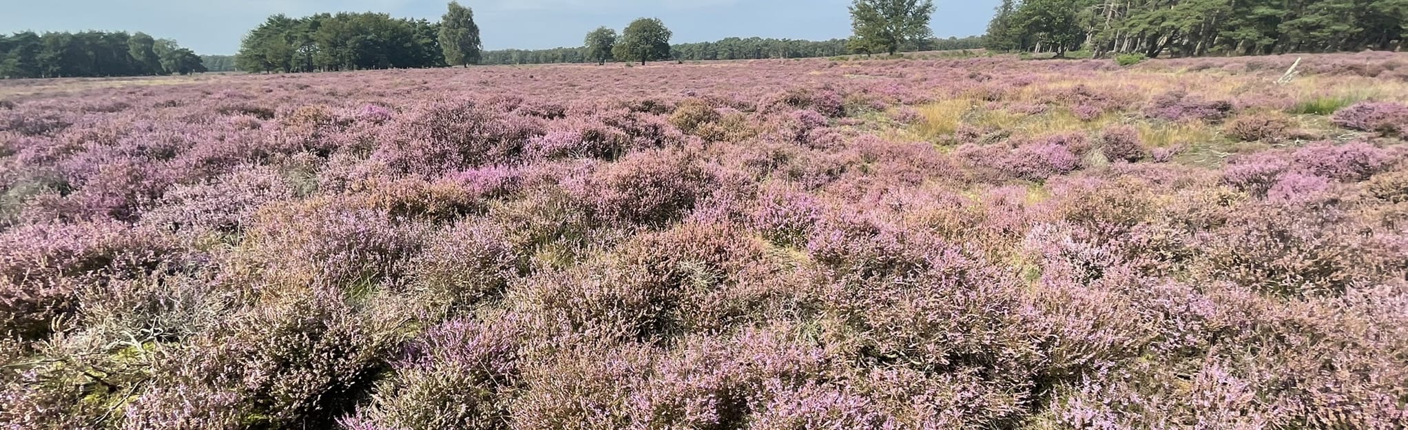 Bussumerheide - Westerheide: 0 Reviews, Map - North Holland ...