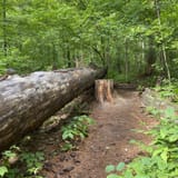 Lost '40' Trail, Minnesota - 140 Reviews, Map | AllTrails