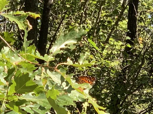 Best Hikes and Trails in Finzel Swamp Preserve | AllTrails