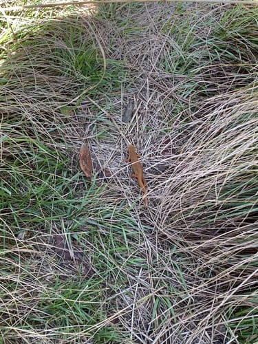 Best Hikes and Trails in Finzel Swamp Preserve | AllTrails