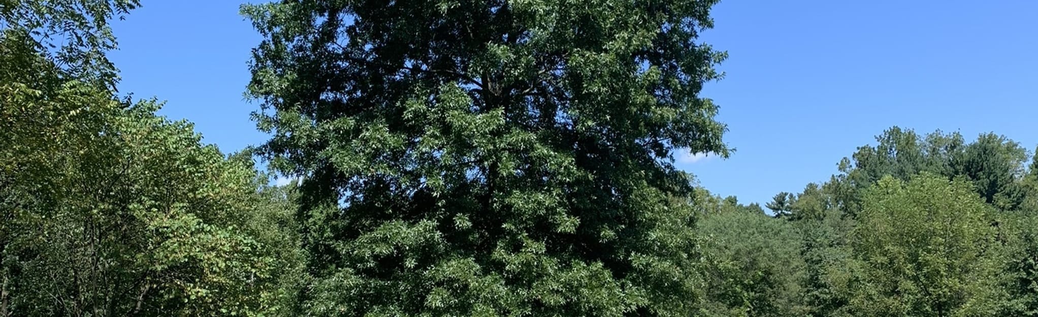 Urban Forest, Woodland, Pheasant Run, and PA Tree ID Trail: 114 Reviews ...