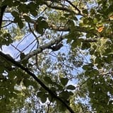 Avalon Loop Trail, Maryland - 293 Reviews, Map | AllTrails