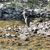 Avalon Loop Trail, Maryland - 293 Reviews, Map | AllTrails