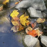 Avalon Loop Trail, Maryland - 293 Reviews, Map | AllTrails
