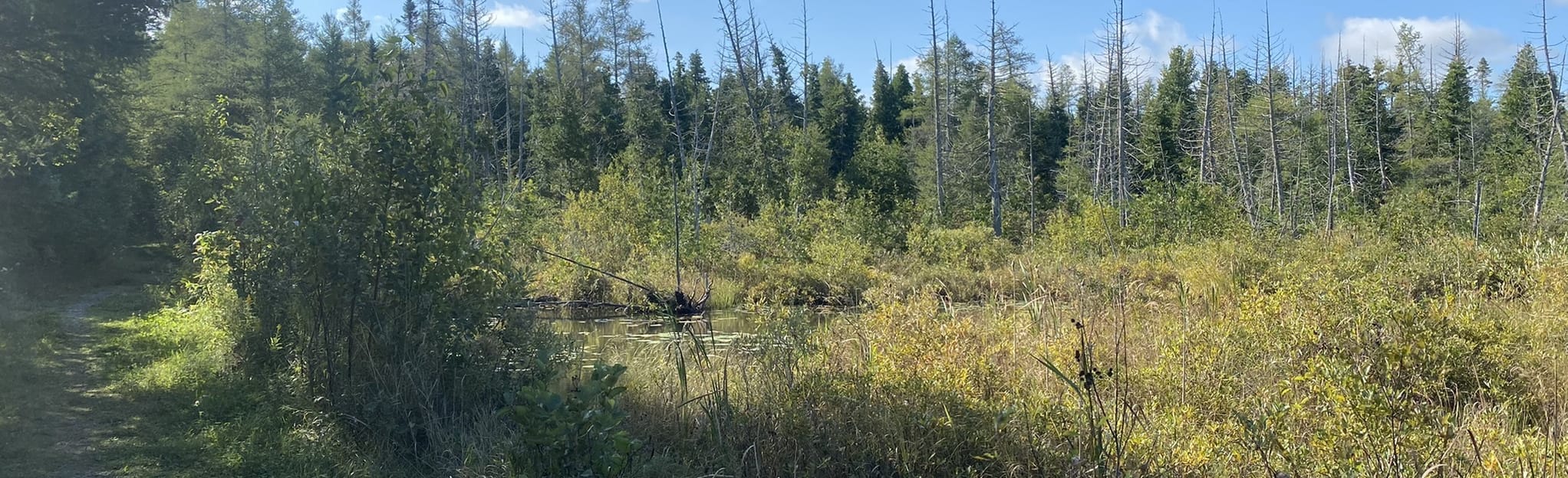 Swamp Line Road, Michigan - 31 Reviews, Map | AllTrails