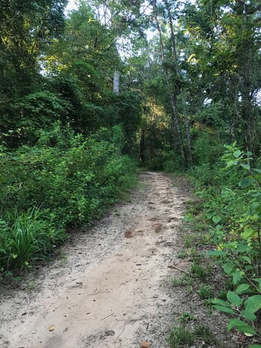 2023 Best trails in J. R. Alford Greenway | AllTrails