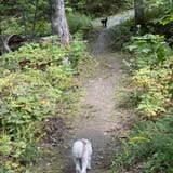 Paine Mountain, Vermont - 140 Reviews, Map | AllTrails