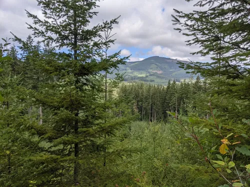 10 Best Hikes and Trails in Capitol State Forest | AllTrails