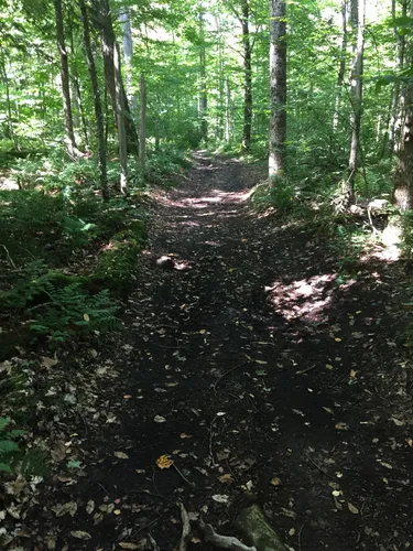 2023 Best Lake Trails in Ray Brook | AllTrails