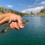 Fancy Pass Trail, Colorado - 283 Reviews, Map | AllTrails