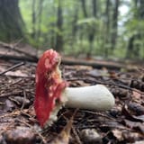 Swope Loop to Pine Hill, New Hampshire - 160 Reviews, Map | AllTrails