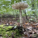 Swope Loop to Pine Hill, New Hampshire - 160 Reviews, Map | AllTrails