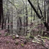 Swope Loop to Pine Hill, New Hampshire - 160 Reviews, Map | AllTrails