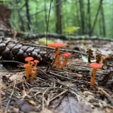 Swope Loop to Pine Hill, New Hampshire - 160 Reviews, Map | AllTrails