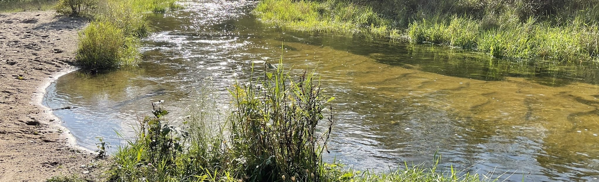 Cadillac Pathway Double Loop : 90 Reviews, Map - Michigan | AllTrails