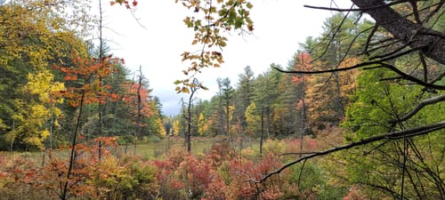 Best Hikes and Trails in Greenfield State Park | AllTrails