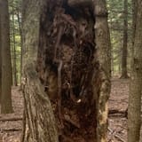 Swope Loop to Pine Hill, New Hampshire - 160 Reviews, Map | AllTrails