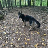 Swope Loop to Pine Hill, New Hampshire - 160 Reviews, Map | AllTrails