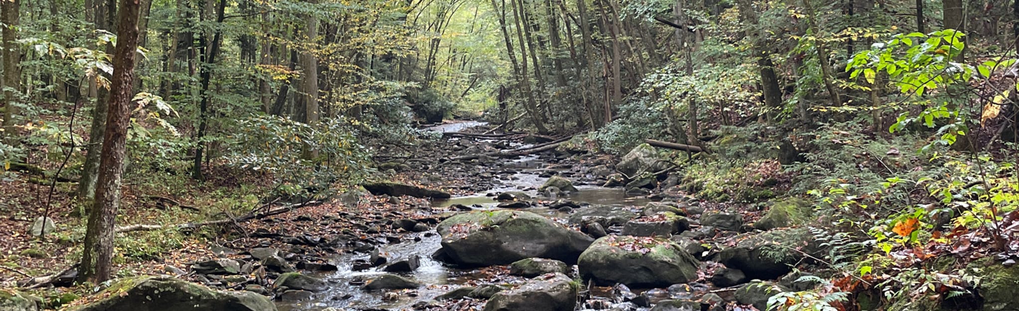 Holly River Wilderness Trail: 15 Reviews, Map - West Virginia | AllTrails