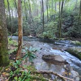 Conasauga River Trail, Georgia - 123 Reviews, Map | AllTrails