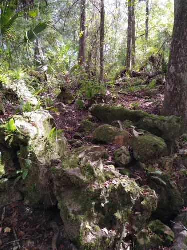10 Best Hikes and Trails in Withlacoochee State Forest | AllTrails