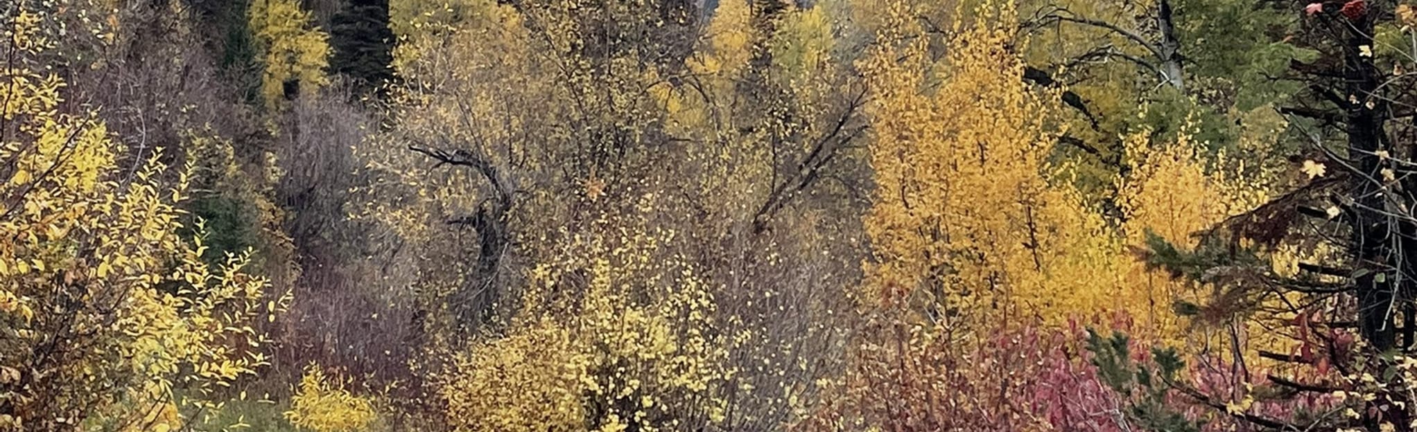 Cutler Creek Trail: 30 Reviews, Map - Utah | AllTrails