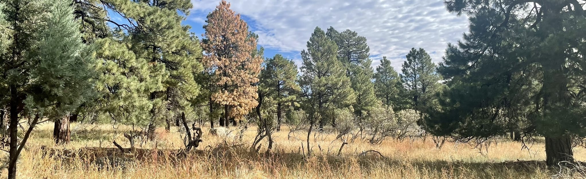 Forces of Nature to Pipeline Trail: 526 foto's - Arizona | Wandelen ...