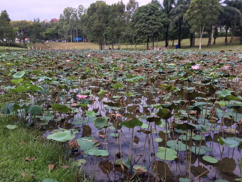 Best Hikes and Trails in Ara Damansara Park | AllTrails