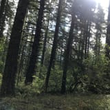 Amanda's Trail, Oregon - 156 Reviews, Map | AllTrails