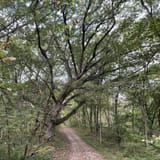 High Point Trail and Rock Top, Illinois - 174 Reviews, Map | AllTrails