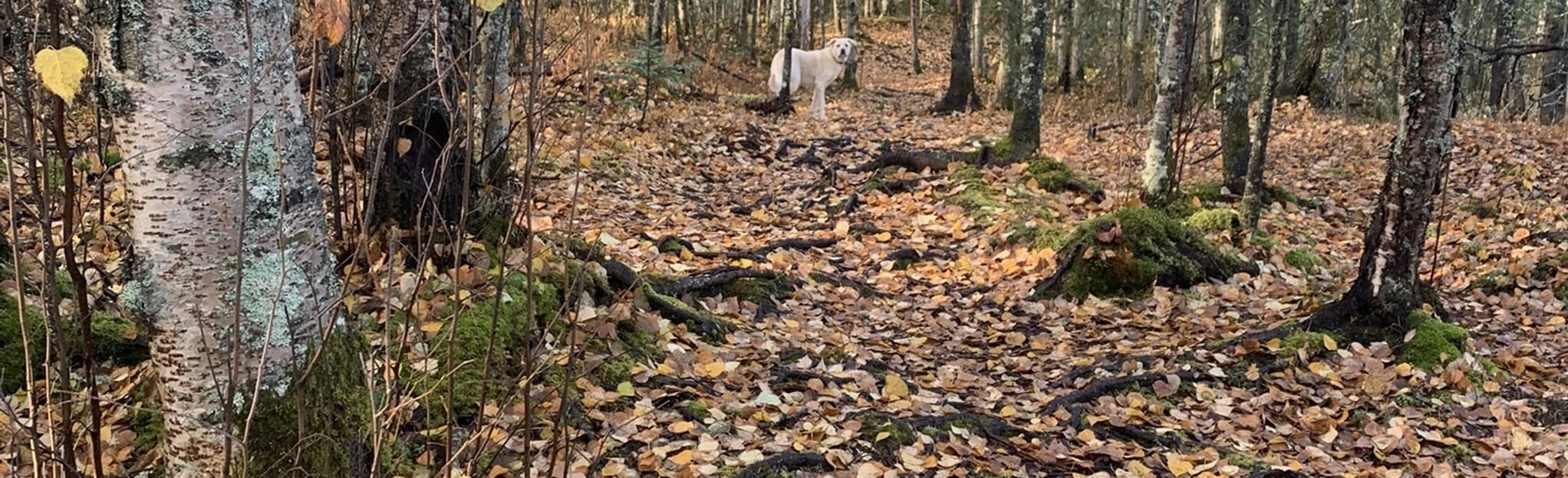 Lake Lucille Loop, Alaska - 55 Reviews, Map | AllTrails