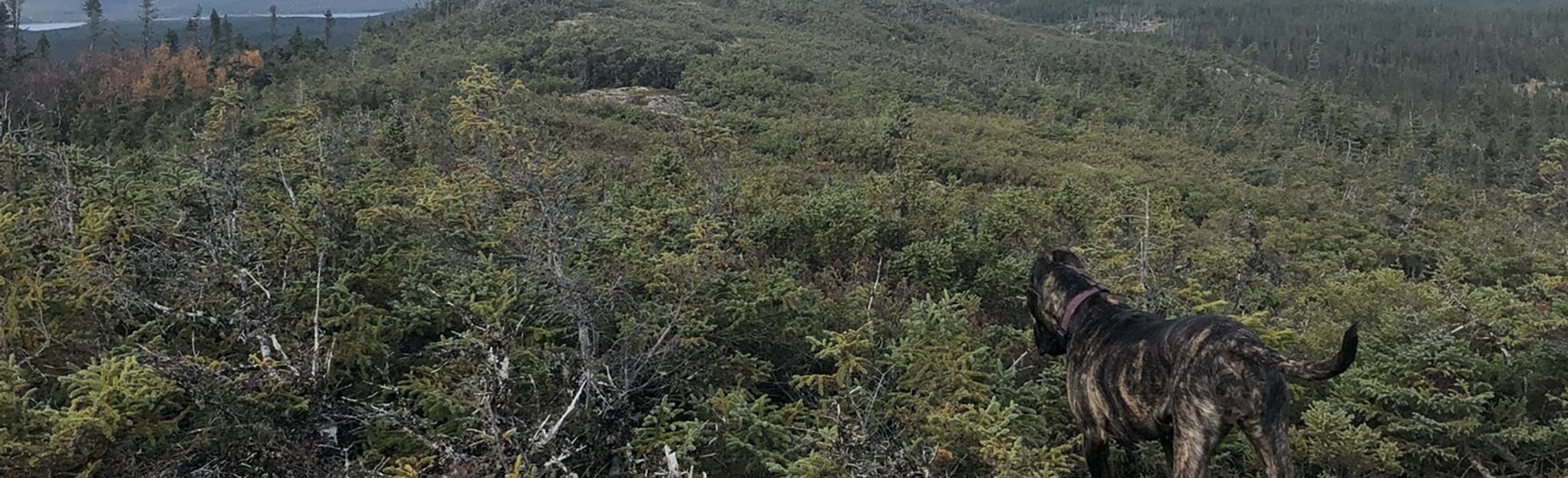 Gillards Pond Lookout: 4 Photos - Newfoundland and Labrador, Canada ...