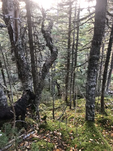 2023 Best Wild Flowers Trails in Roddickton-Bide Arm | AllTrails