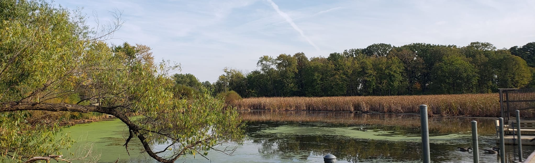 Lincoln Marsh Natural Area Loop: 185 Reviews, Map - Illinois | AllTrails