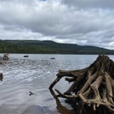 Timothy Lake Loop, Oregon - 270 Reviews, Map | AllTrails