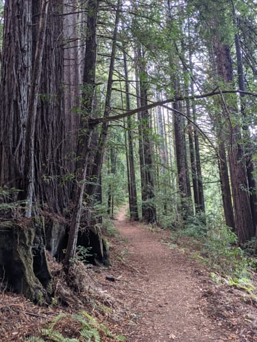 Best 10 Hikes and Trails in Samuel P. Taylor State Park | AllTrails