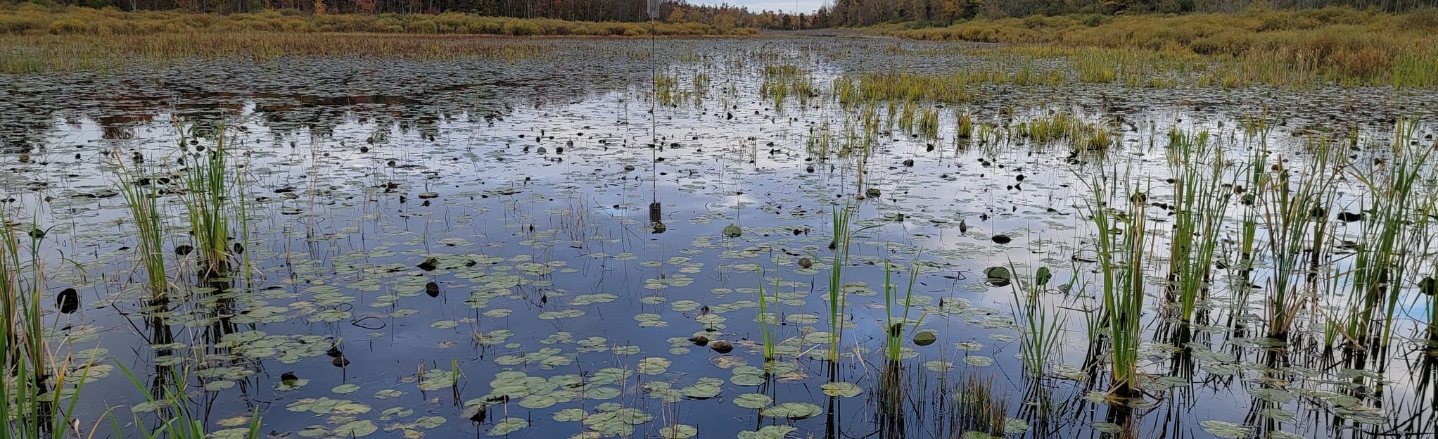 Maple Trail: 71 Reviews, Map - Ontario, Canada | AllTrails