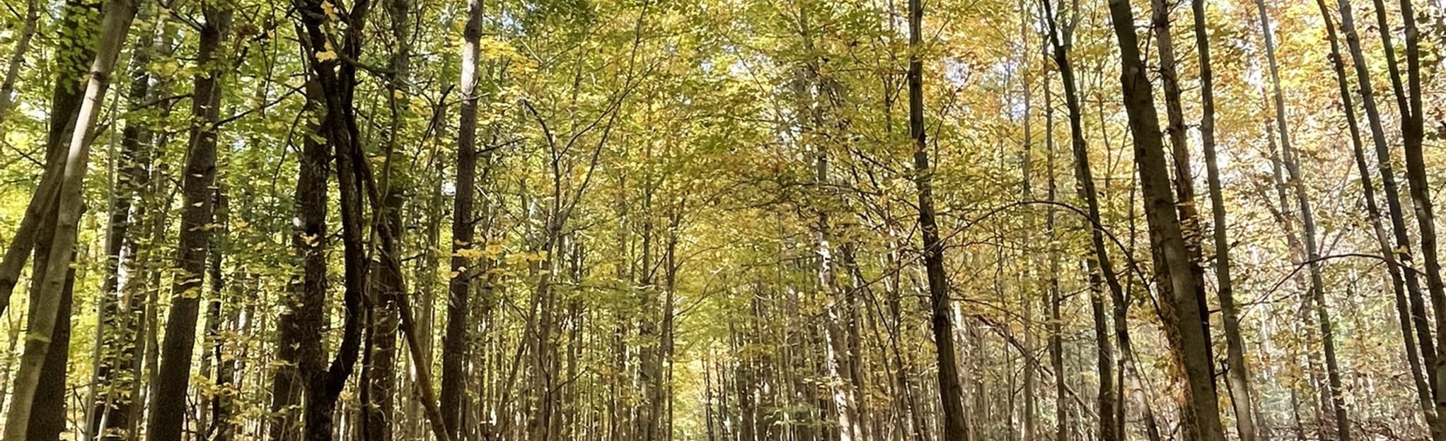 Wellington Tract Loop, Ontario, Canada - 217 Reviews, Map | AllTrails